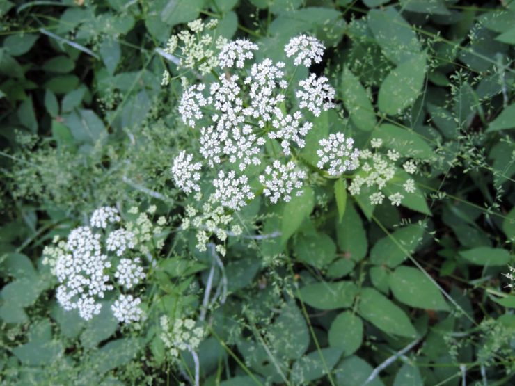 Ground Elder: This Problem Plant Can Actually Be Useful If You Control ...