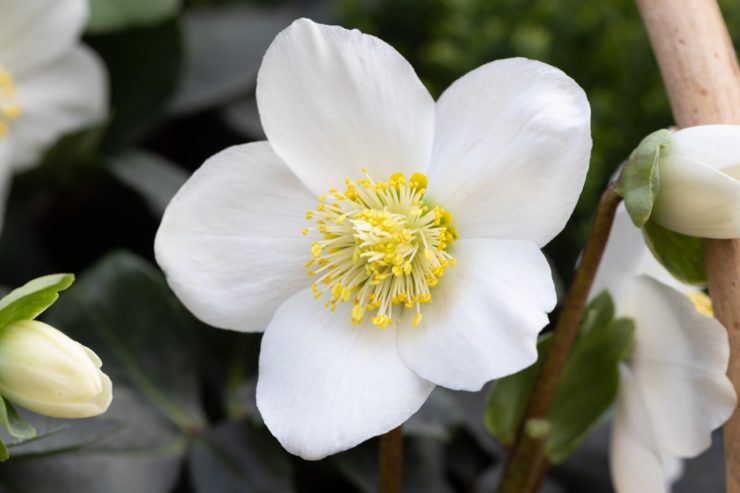 These 12 White Hellebores Are 'A Real Spring Treat' And Well Worth ...