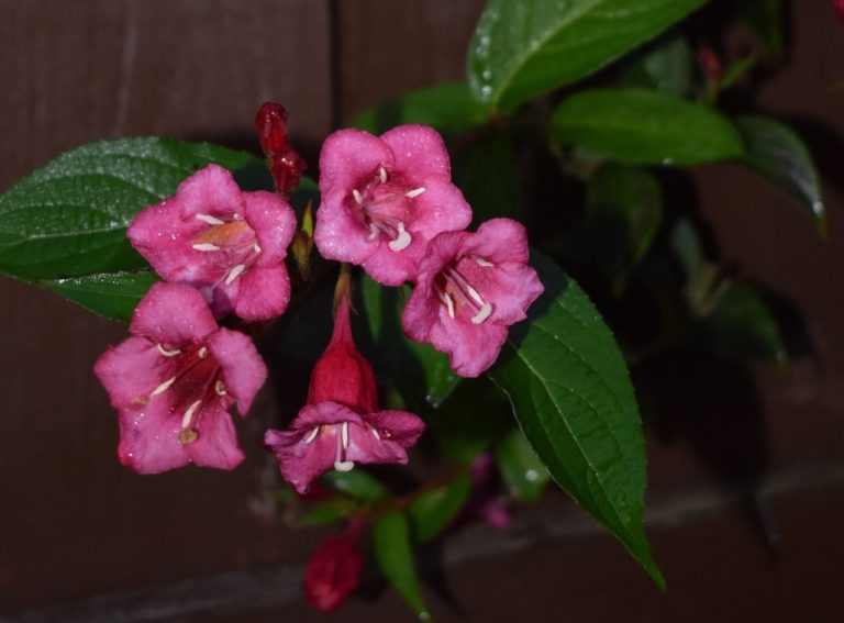Wonderful Weigela - 15 Favourite Types With Horticulturist Dan Ori ...