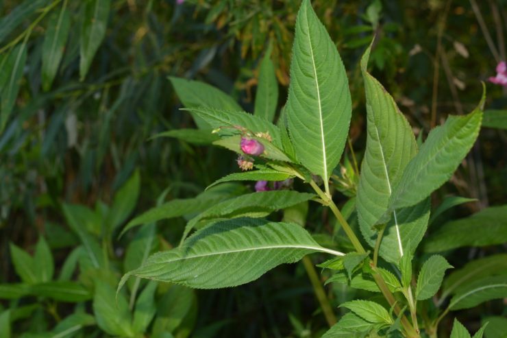 How To Identify & Manage Himalayan Balsam | Horticulture.co.uk