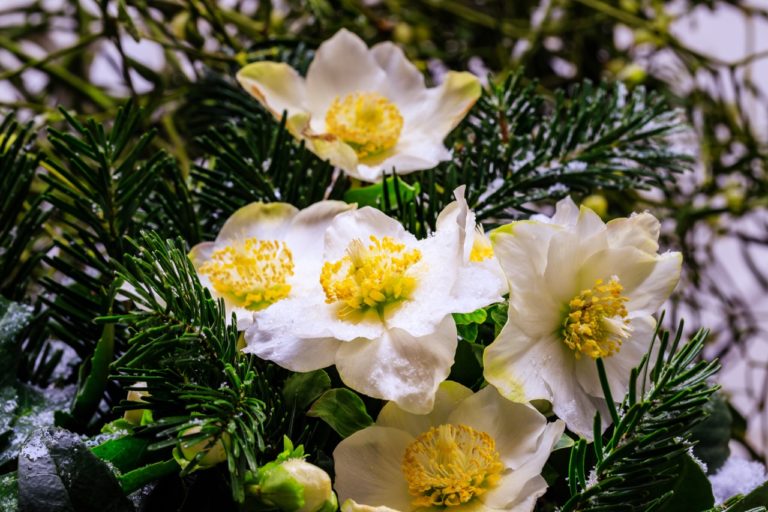 These 12 White Hellebores Are 'A Real Spring Treat' And Well Worth ...