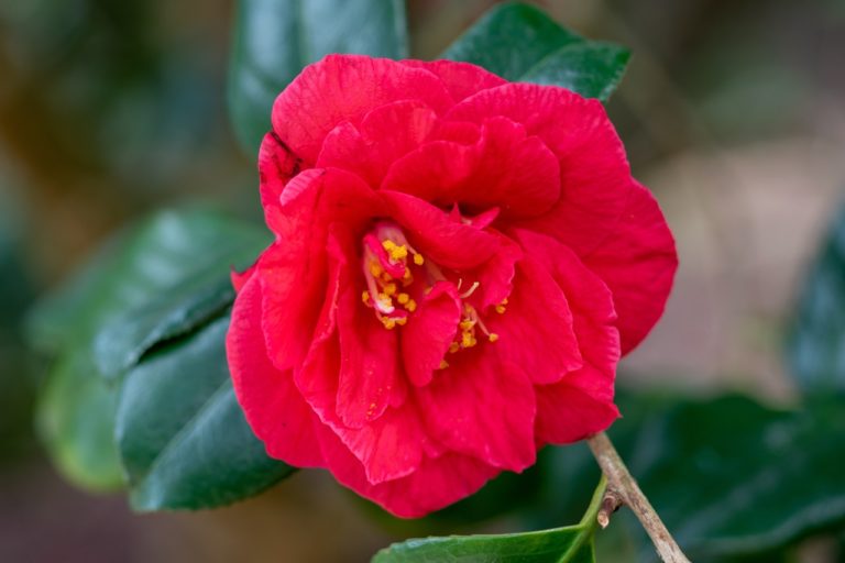 19 Remarkable Red Camellia Varieties | Horticulture.co.uk