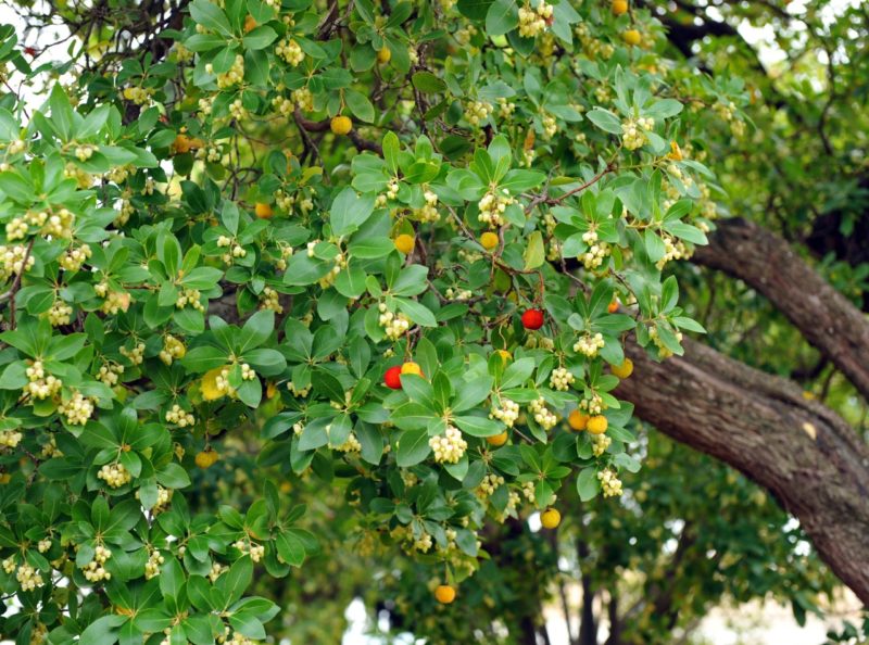 How To Grow Arbutus Unedo 'Strawberry Tree' | Horticulture