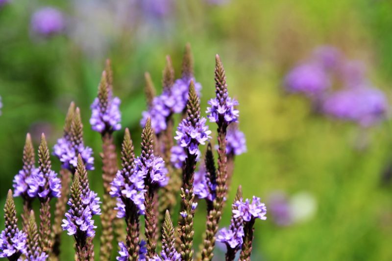 These Are Gardener Elizabeth Waddington's Favourite Verbena Types To ...