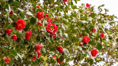 19 Remarkable Red Camellia Varieties | Horticulture.co.uk