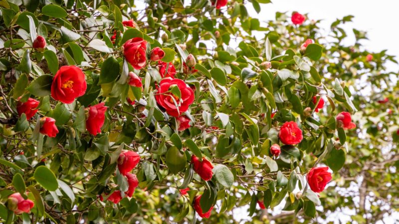 'Crimson King' And 'Ruby Wedding' - A Selection Of 19 Remarkable Red Camellias | Horticulture ...
