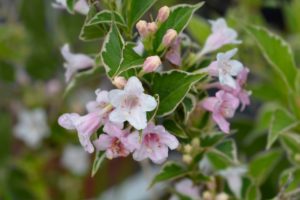 15 Wonderful Weigela Varieties | Horticulture Magazine