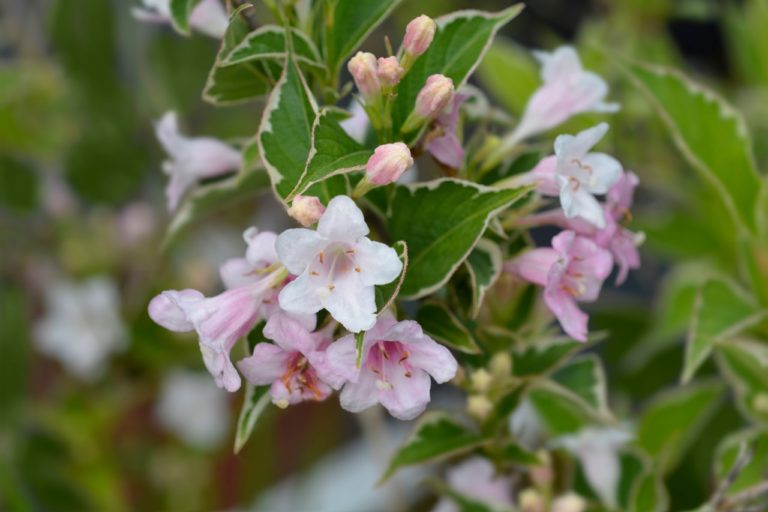 15 Wonderful Weigela Varieties | Horticulture Magazine