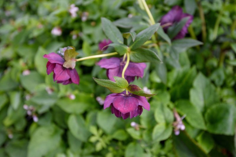 12 Black And Purple Hellebores You Could Combine With Snowdrops ...