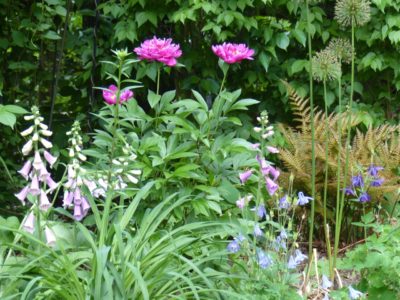 Grow These 18 Companion Plants With Peonies Says Little Budds Peony ...