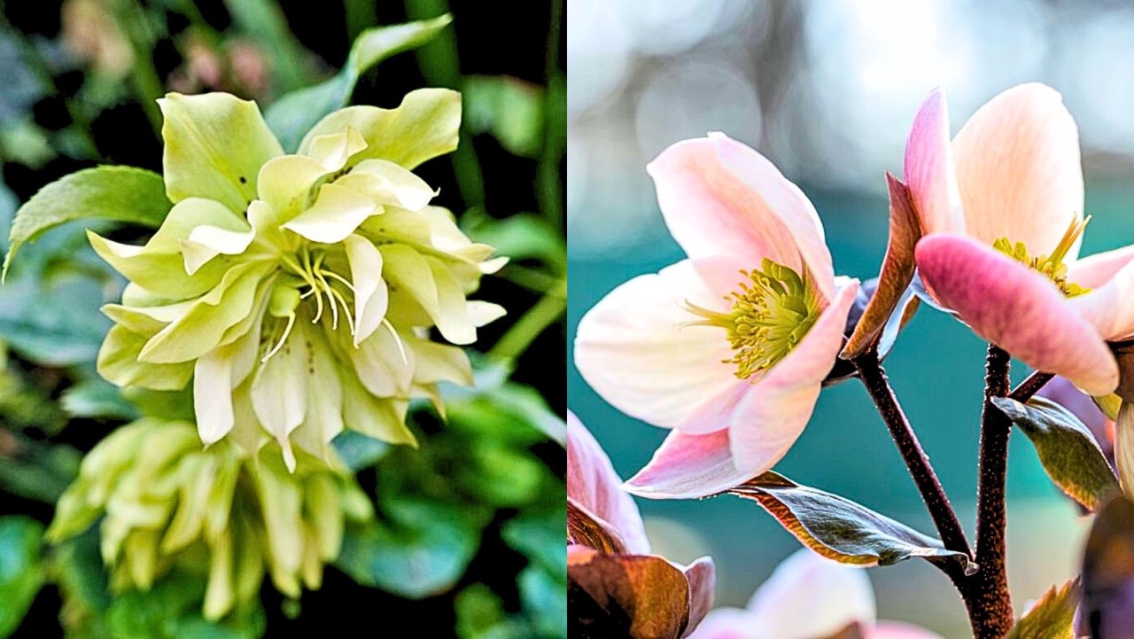 These 12 White Hellebores Are 'A Real Spring Treat' And Well Worth ...