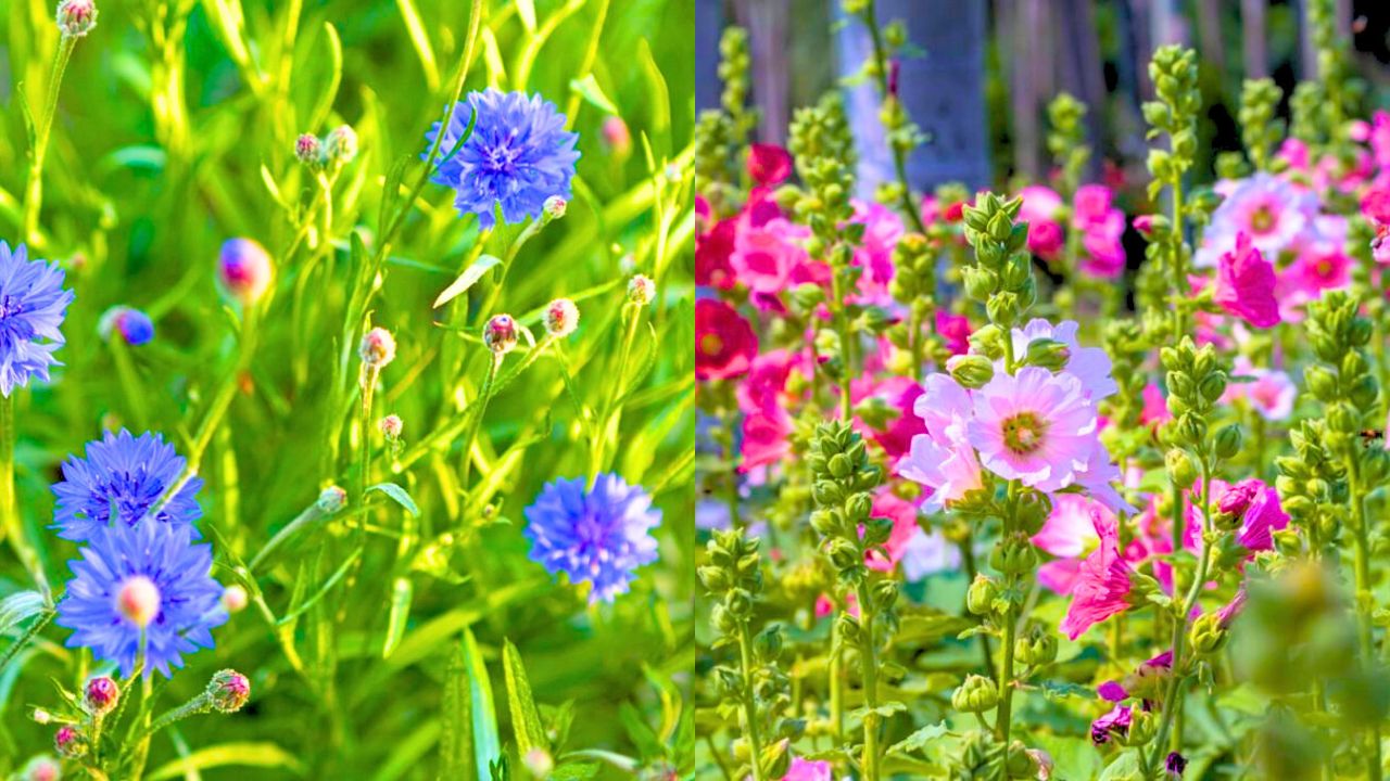 These 45 Plants Flower In May - Here's What Flo Headlam's Growing In ...