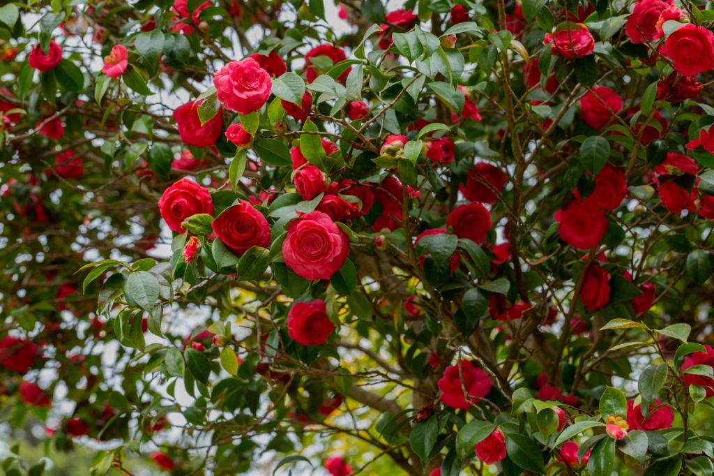 Sowing Camellia Seeds Requires Lots Of Patience - Here's 6 Steps If You ...