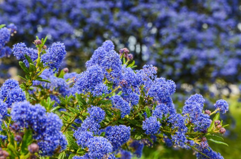Here's How Horticulturists Propagate Ceanothus From Semi-Ripe Or ...