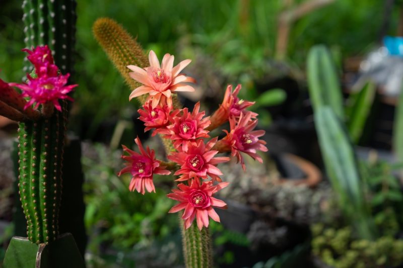BCSS Member David Ennals Shares 23 Flowering Cactus Plants He Loves ...