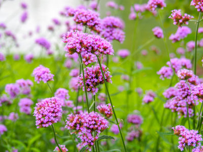 These Are Gardener Elizabeth Waddington's Favourite Verbena Types To ...