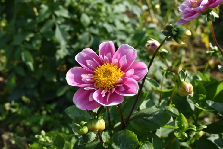 Dahlia Nurseries Share These Favourite Varieties For Dazzling Colours ...