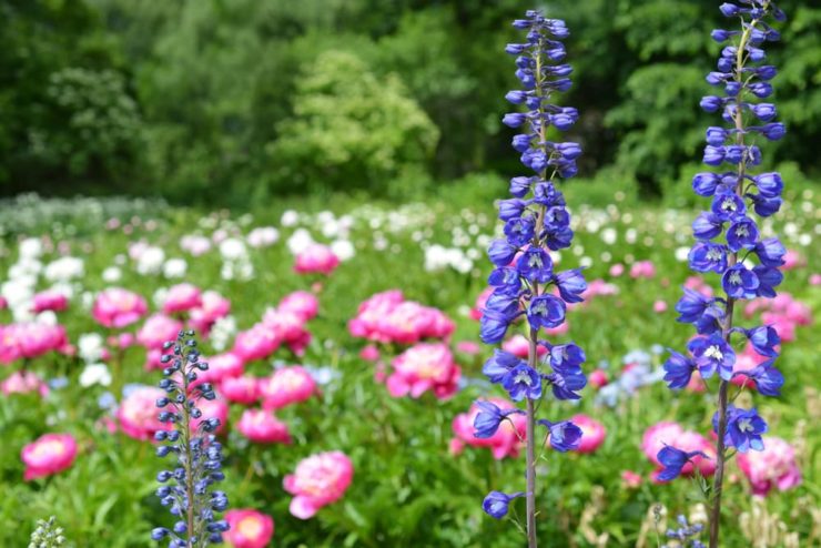 Grow These 18 Companion Plants With Peonies Says Little Budds Peony ...