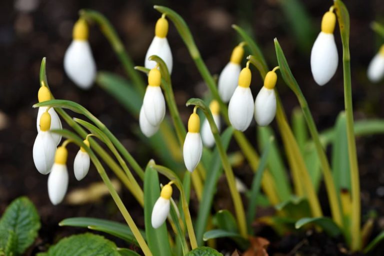 17 Spectacular Snowdrop (Galanthus) Varieties | Horticulture
