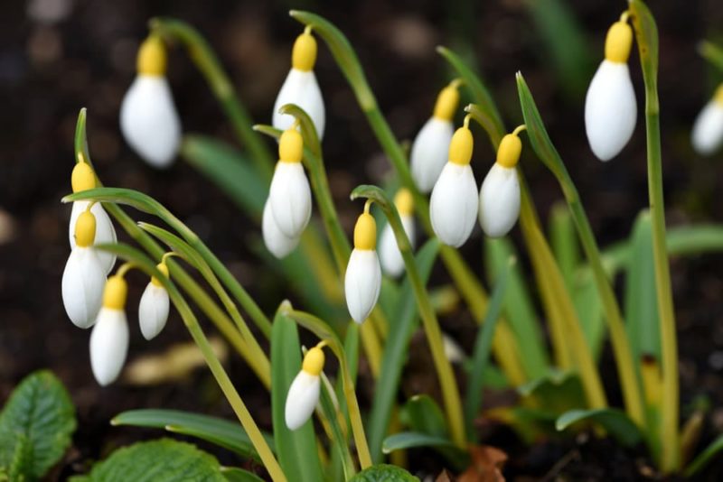 17 Spectacular Snowdrop (Galanthus) Varieties | Horticulture