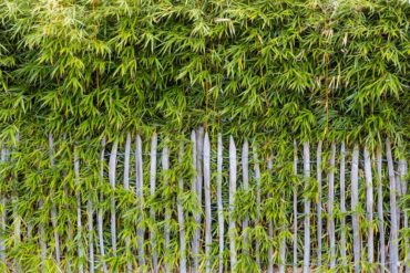 The Bamboo Pruning Routine Followed By A Grower With 15 Years ...