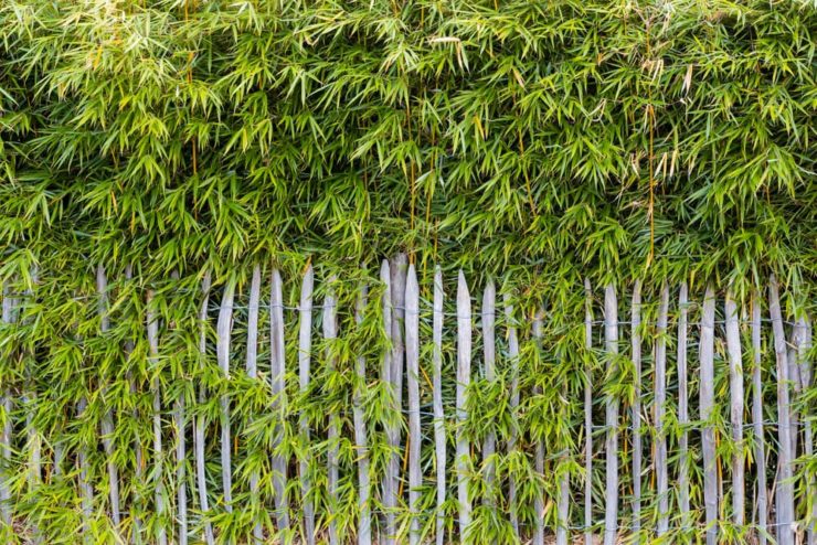 The Bamboo Pruning Routine Followed By A Grower With 15 Years ...