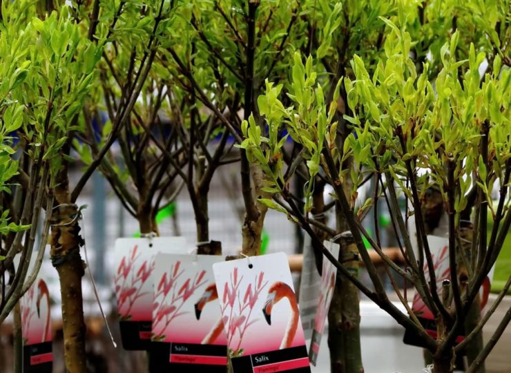 How To Grow Potted Willow (And Why Many Salix Are Not Suited To ...