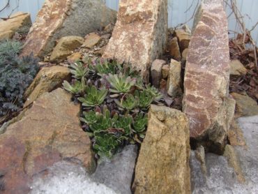 How To Create An Alpine Garden In 8 Steps With Jenny Shukman (Picts ...