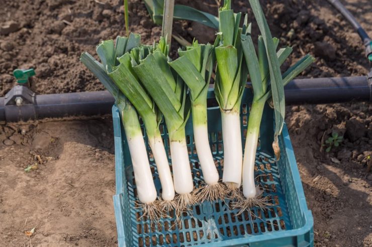 Leeks Are Good For Harvesting From Late Summer To Mid Winter - Learn ...