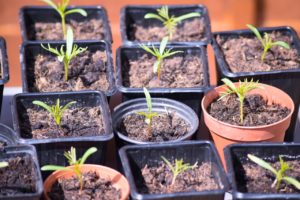 Growing Cosmos In Pots - Expert Tips | Horticulture.co.uk