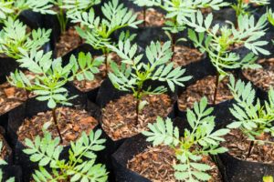 When & How To Pinch Out Cosmos | Horticulture.co.uk