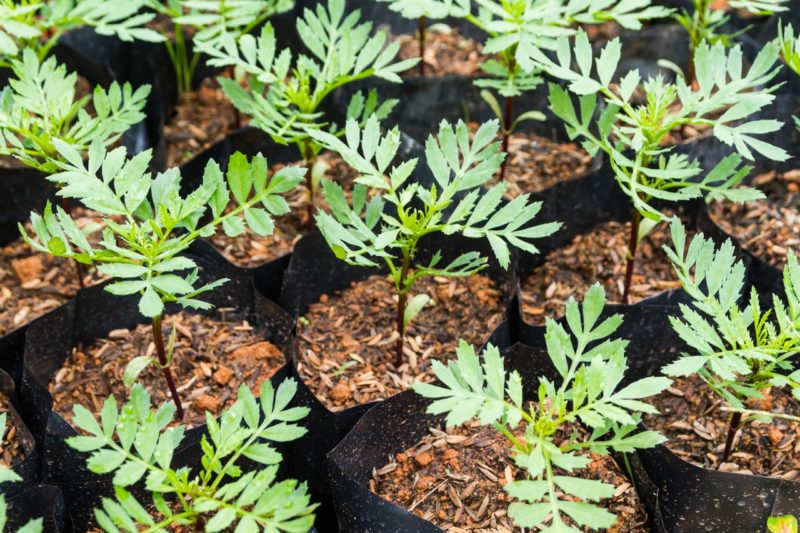 When & How To Pinch Out Cosmos | Horticulture.co.uk