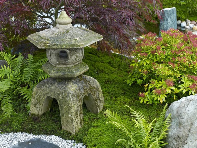 20 Companion Plants To Grow With Ferns | Horticulture.co.uk