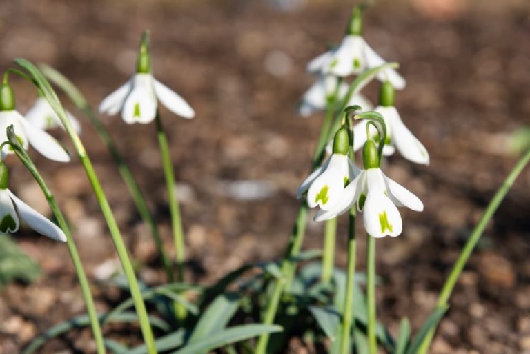 17 Spectacular Snowdrop (Galanthus) Varieties | Horticulture
