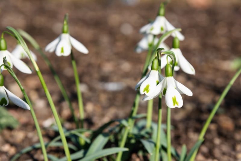 17 Spectacular Snowdrop (Galanthus) Varieties | Horticulture