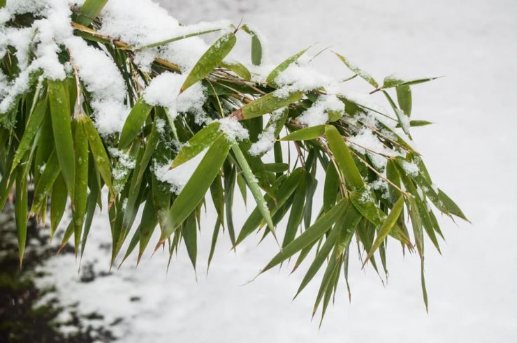 Growing Tender Bamboo? Insulate Or Wrap Your Plants In Winter Says ...