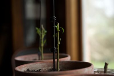 How To Grow Potted Willow (And Why Many Salix Are Not Suited To ...