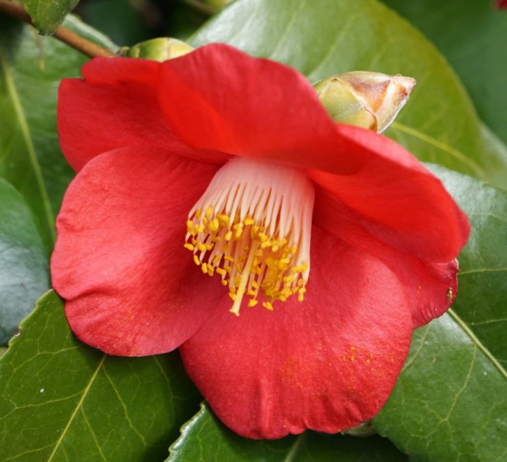 17 Favourite Camellias Chosen With Help From The International Camellia Society | Horticulture ...