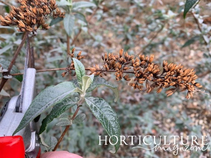 How To Prepare And Sow Buddleja Seeds For New Plants (They Should Grow ...