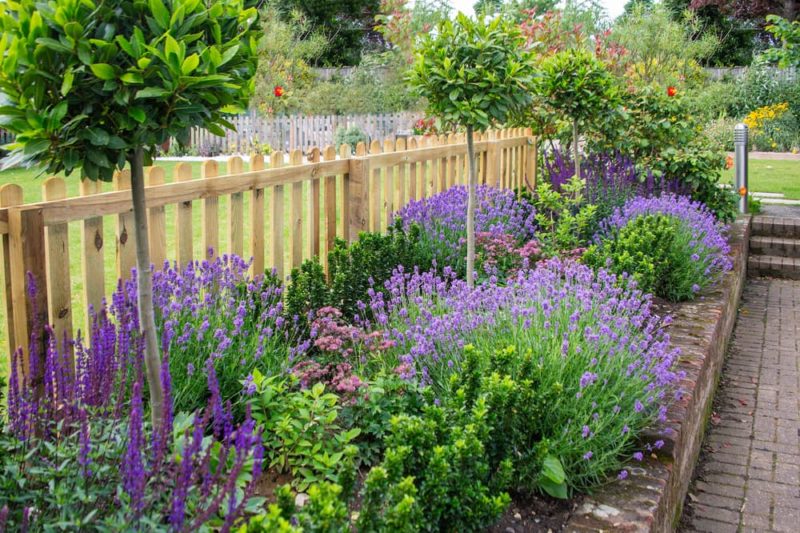 20 Amazing Lavender Companion Plants | Horticulture.co.uk