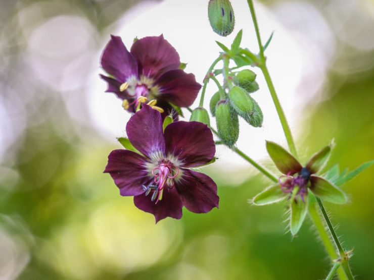 Choosing The Best Hardy Geranium Varieties With Gary Carroll From ...