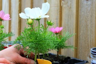 Growing Cosmos In Pots - Expert Tips | Horticulture.co.uk