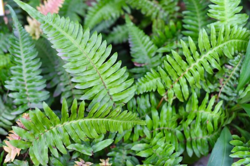 The Fascinating Fern Types Grown By Expert Nurseries And Garden ...