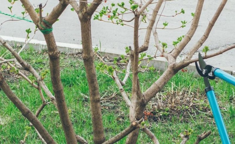 How And When To Prune Viburnum | Horticulture.co.uk