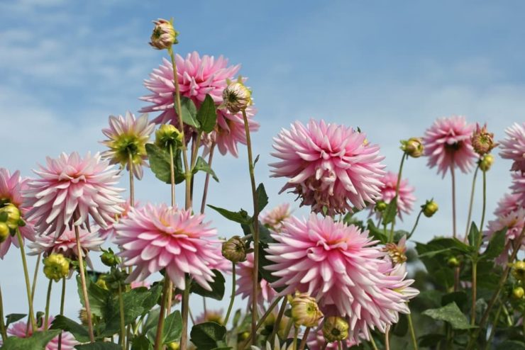 Dahlia Nurseries Share These Favourite Varieties For Dazzling Colours ...