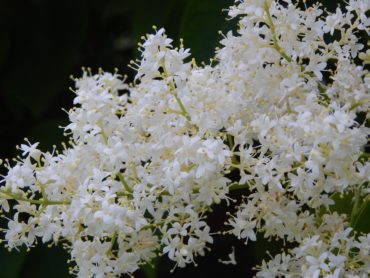10 Wonderful White Flowering Trees For Blockbuster Garden Displays ...