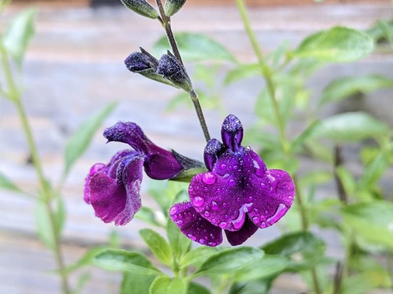 14 Beautiful Salvia Varieties To Grow | Horticulture.co.uk
