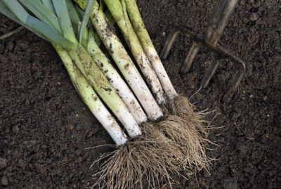 Winter Growing Leeks With Late-Cropping Varieties: Choose A Suitable ...