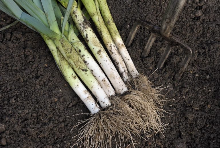 Winter Growing Leeks With Late-Cropping Varieties: Choose A Suitable ...