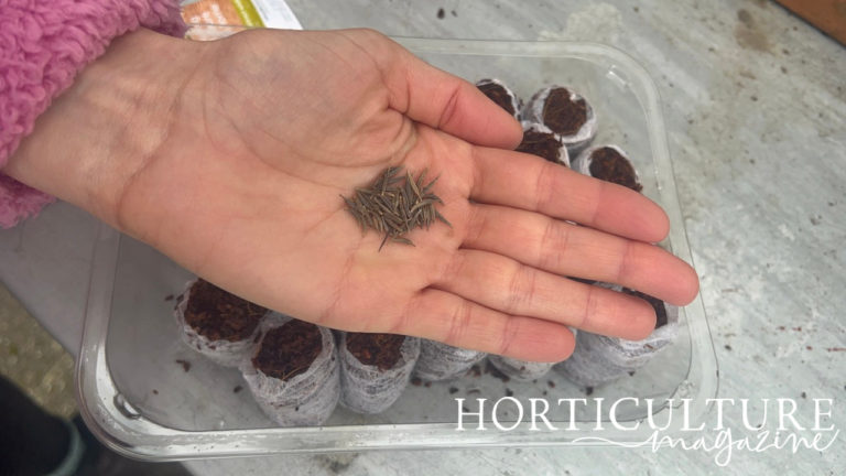 Emily Cupit's Trusted 5 Step Process For Sowing Cosmos Seeds Each Year ...